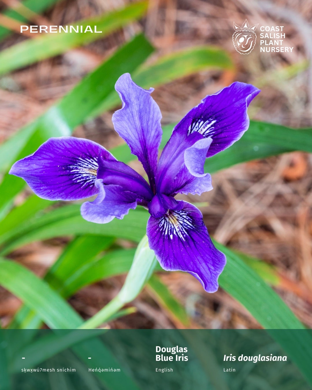 Iris - Douglas blue (Iris douglasiana) | Coast Salish Plant Nursery