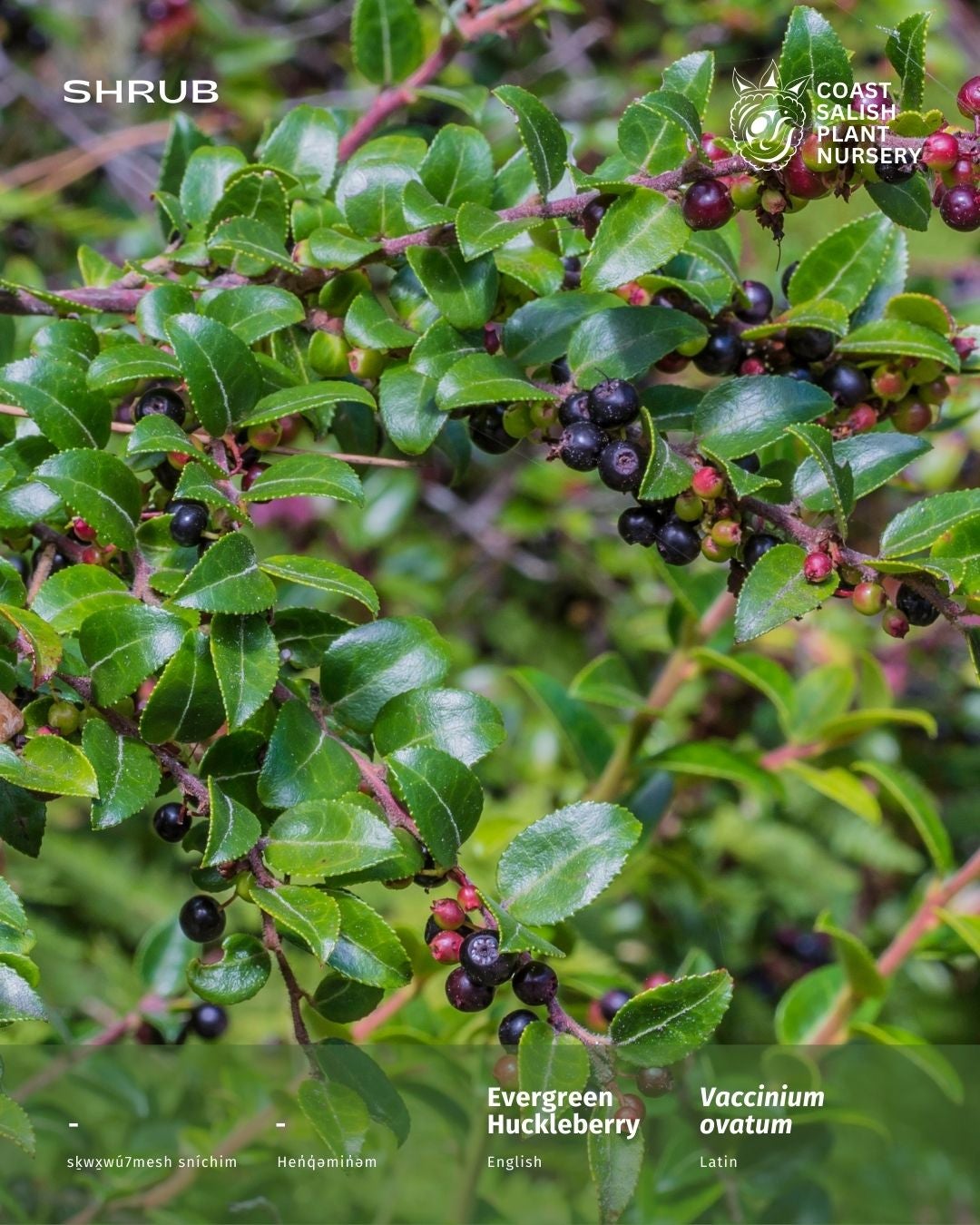 huckleberry - evergreen (Vaccininium ovatum) | Coast Salish Plant Nursery