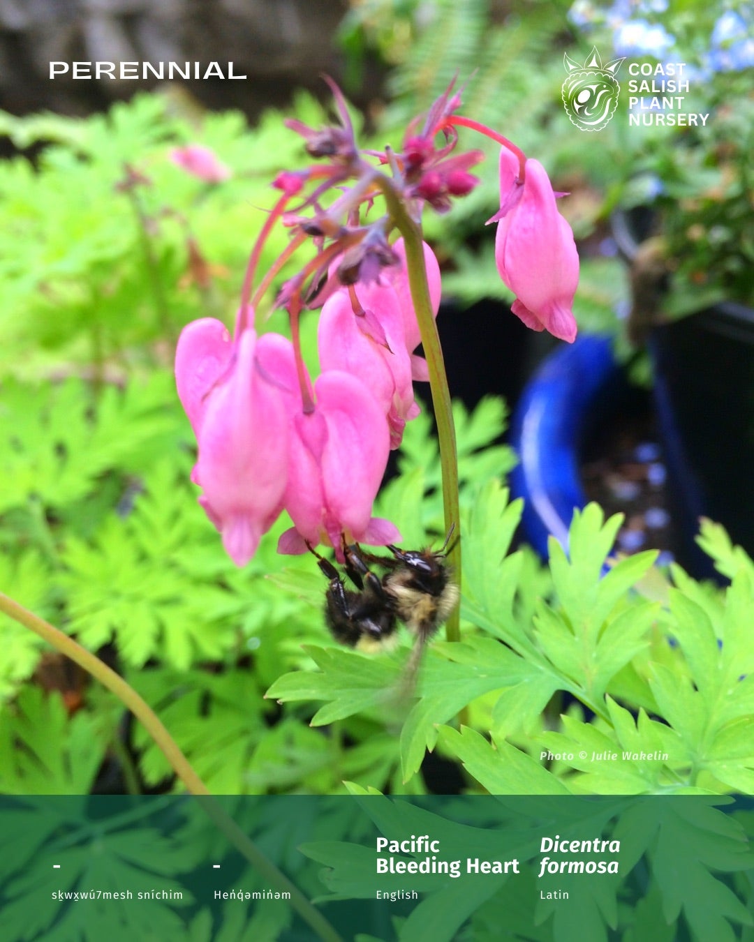 bleeding heart- Pacific (Dicentra formosa) | Coast Salish Plant Nursery