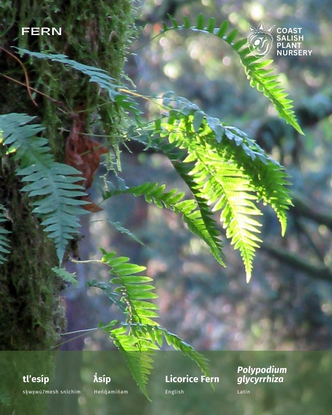 licorice fern (Polypodium glycyrrhiza) | Coast Salish Plant Nursery