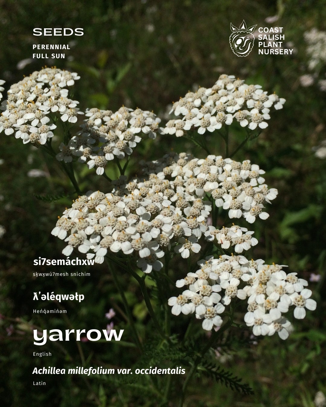 Western yarrow (Achillea millefolium) - Seeds | Coast Salish Plant Nursery