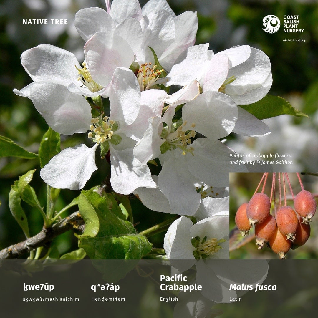 Crabapple - Pacific (Malus fusca) | Coast Salish Plant Nursery
