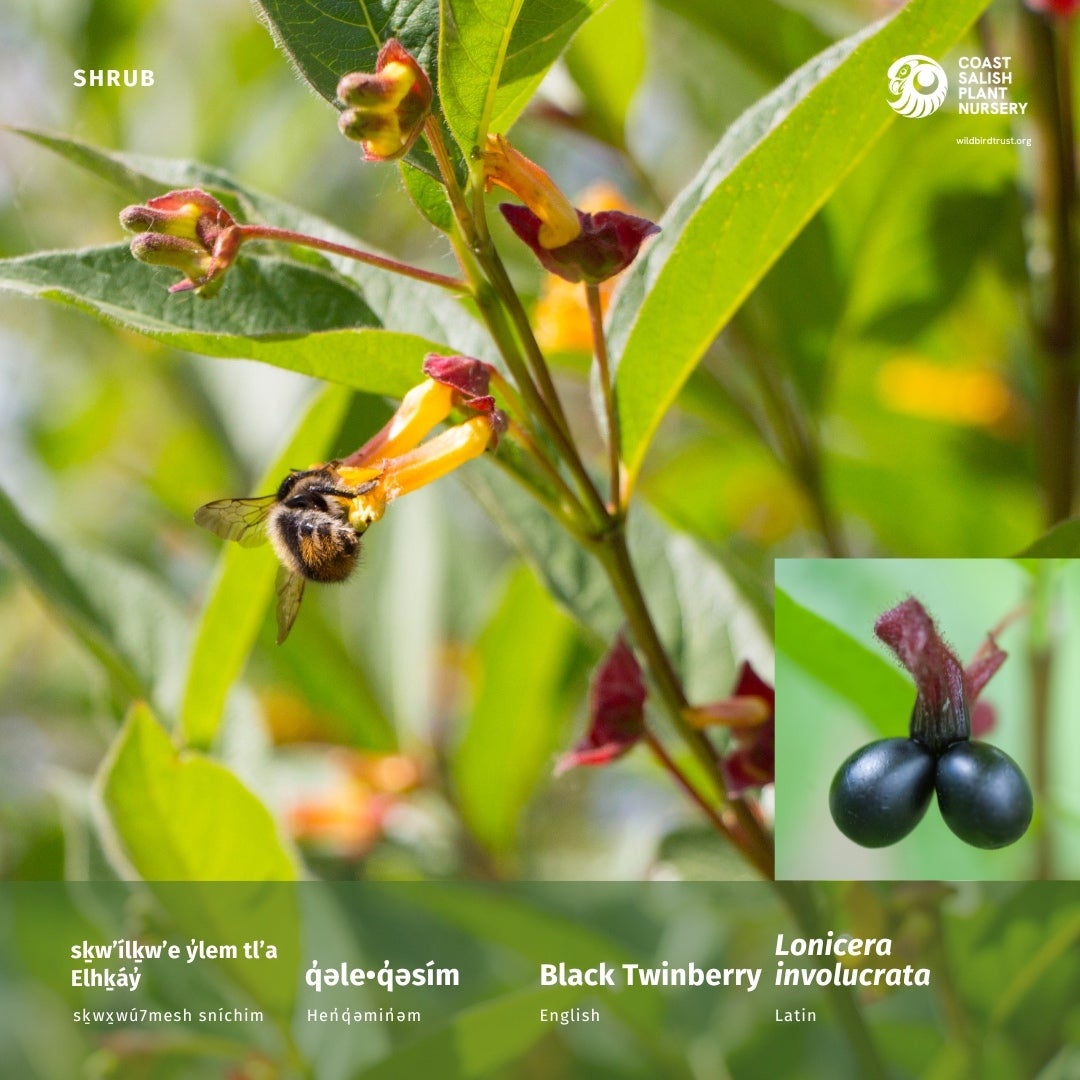 Twinberry - Black (Lonicera involucrata) | Coast Salish Plant Nursery