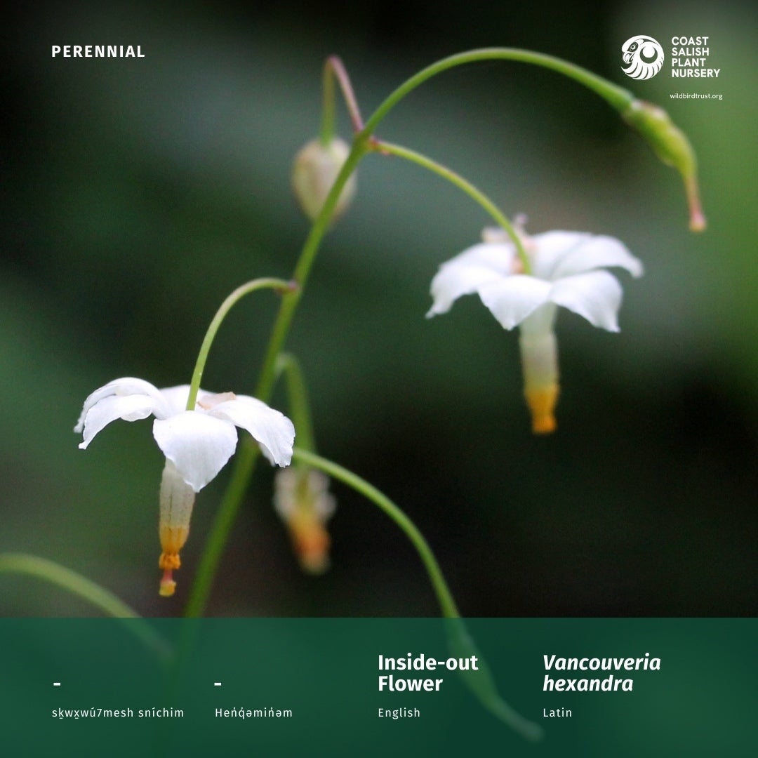 Inside-out Flower (Vancouveria hexandra) | Coast Salish Plant Nursery