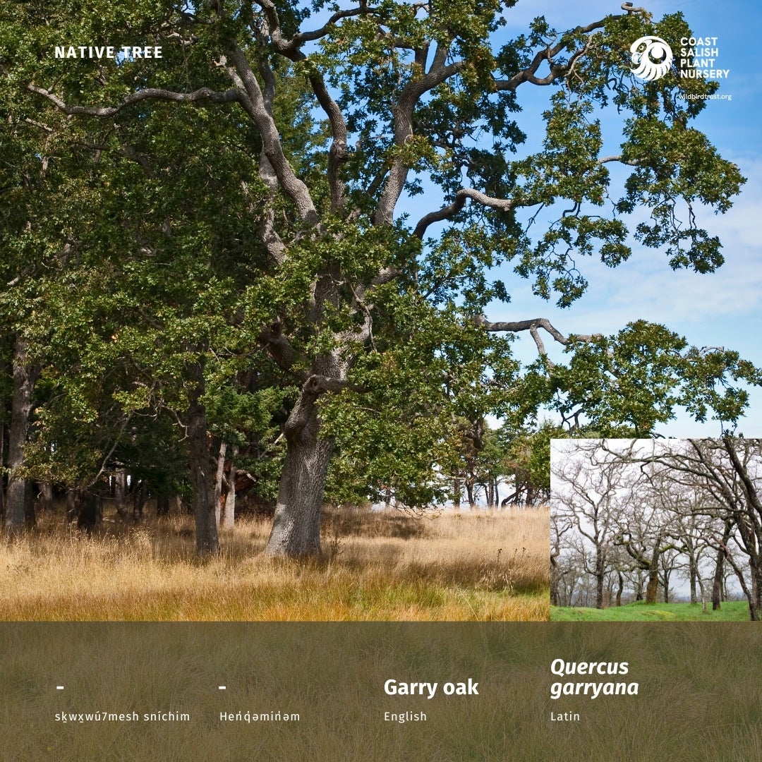 Oak - Garry (Quercus garryana) | Coast Salish Plant Nursery