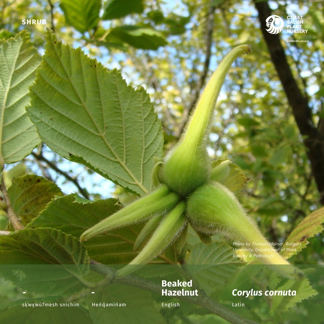 Beaked Hazelnut (Corylus cornuta) | Coast Salish Plant Nursery