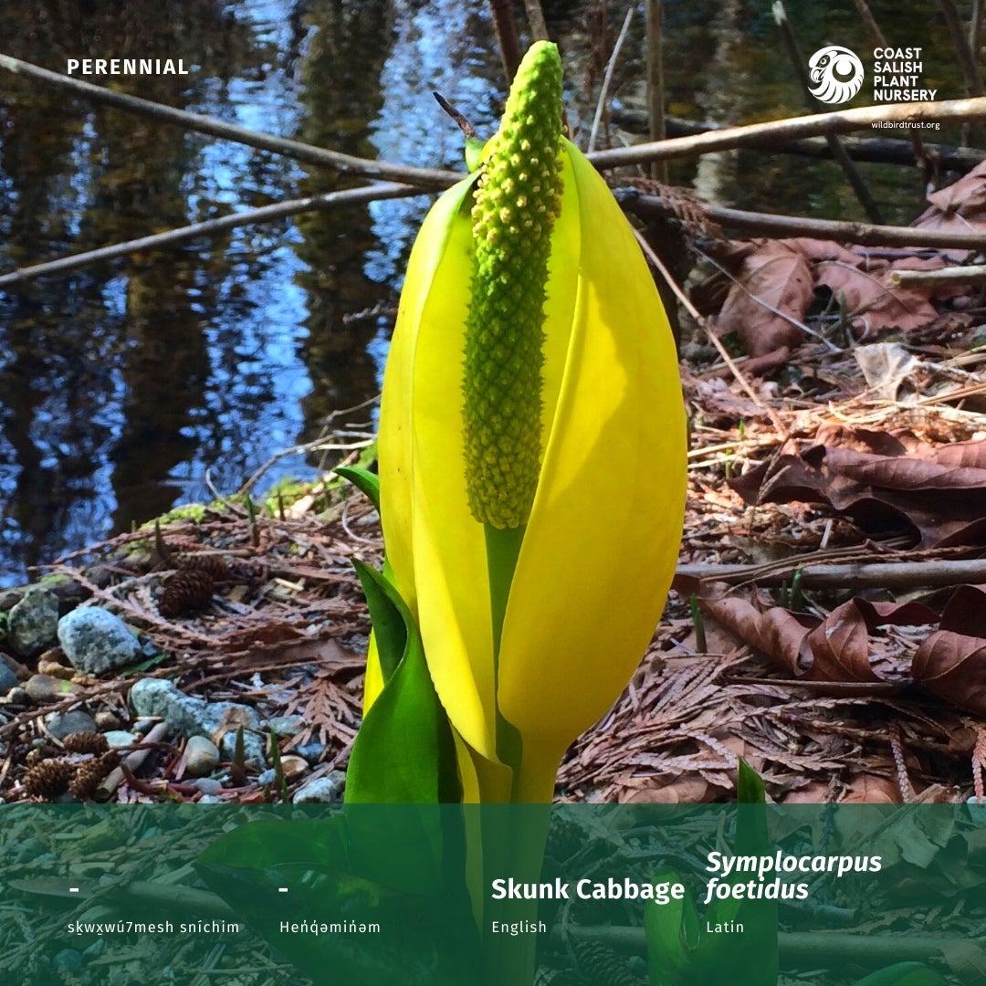 Skunk Cabbage (Symplocarpus foetidus) | Coast Salish Plant Nursery