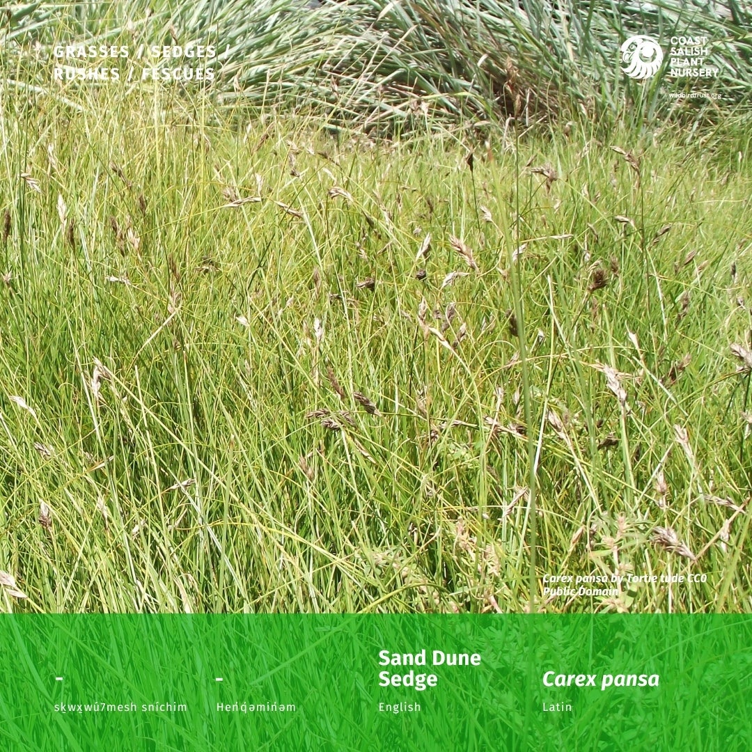 Sand Dune Sedge (Carex pansa) | Coast Salish Plant Nursery