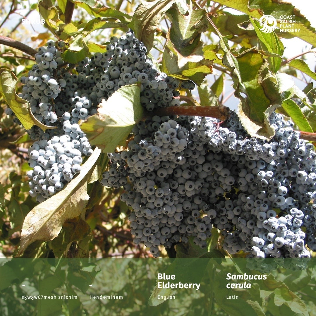 Elderberry - Blue (Sambucus cerulea) | Coast Salish Plant Nursery