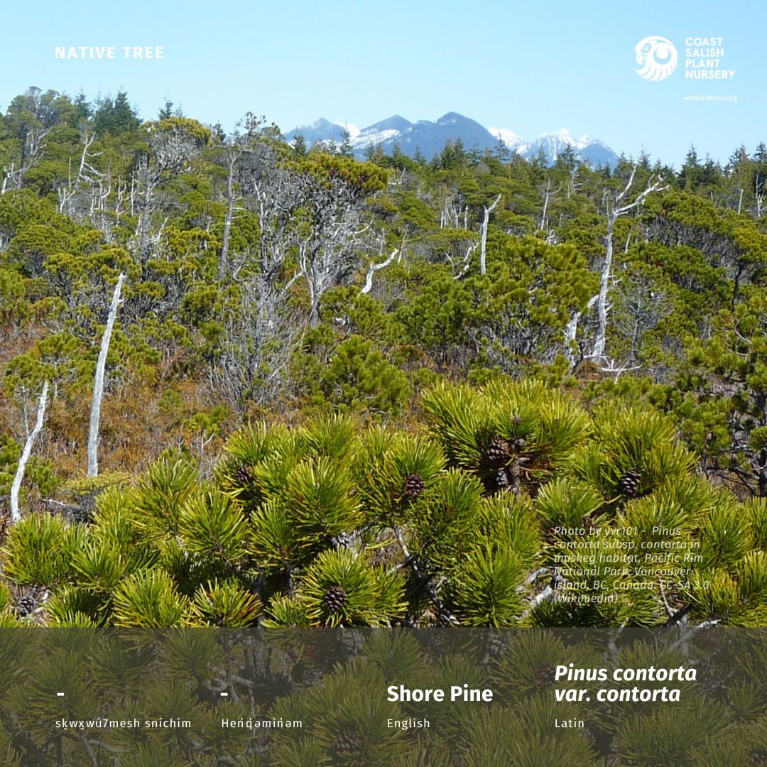 Shore Pine (Pinus contorta var. contorta) | Coast Salish Plant Nursery