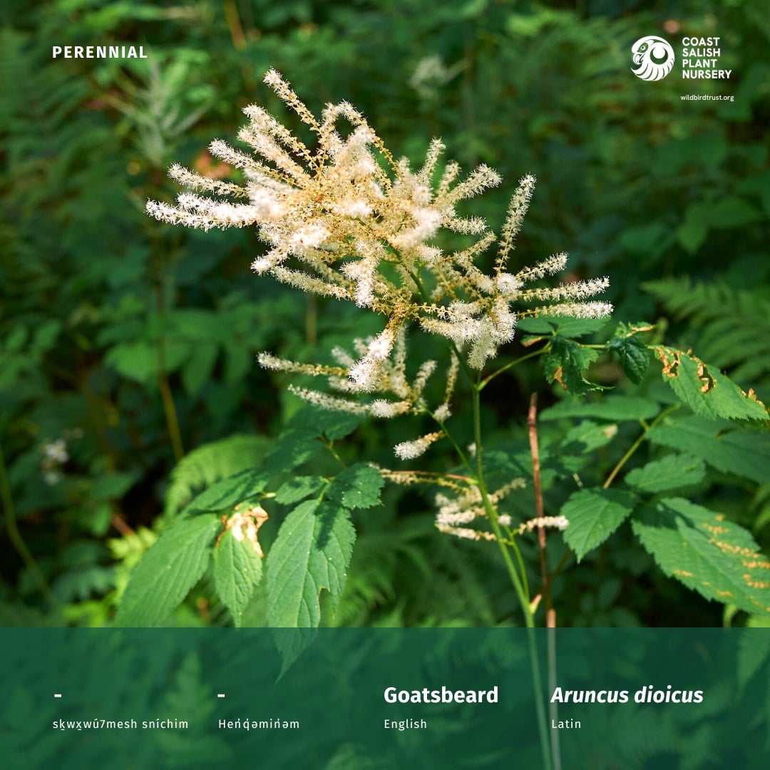 Goastsbeard (Aruncus sylvester) - Seeds | Coast Salish Plant Nursery